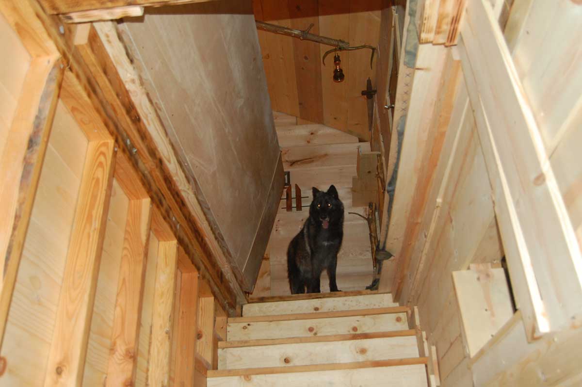 Wolf at the top of the Stairs - Kroschel Wildlife Center