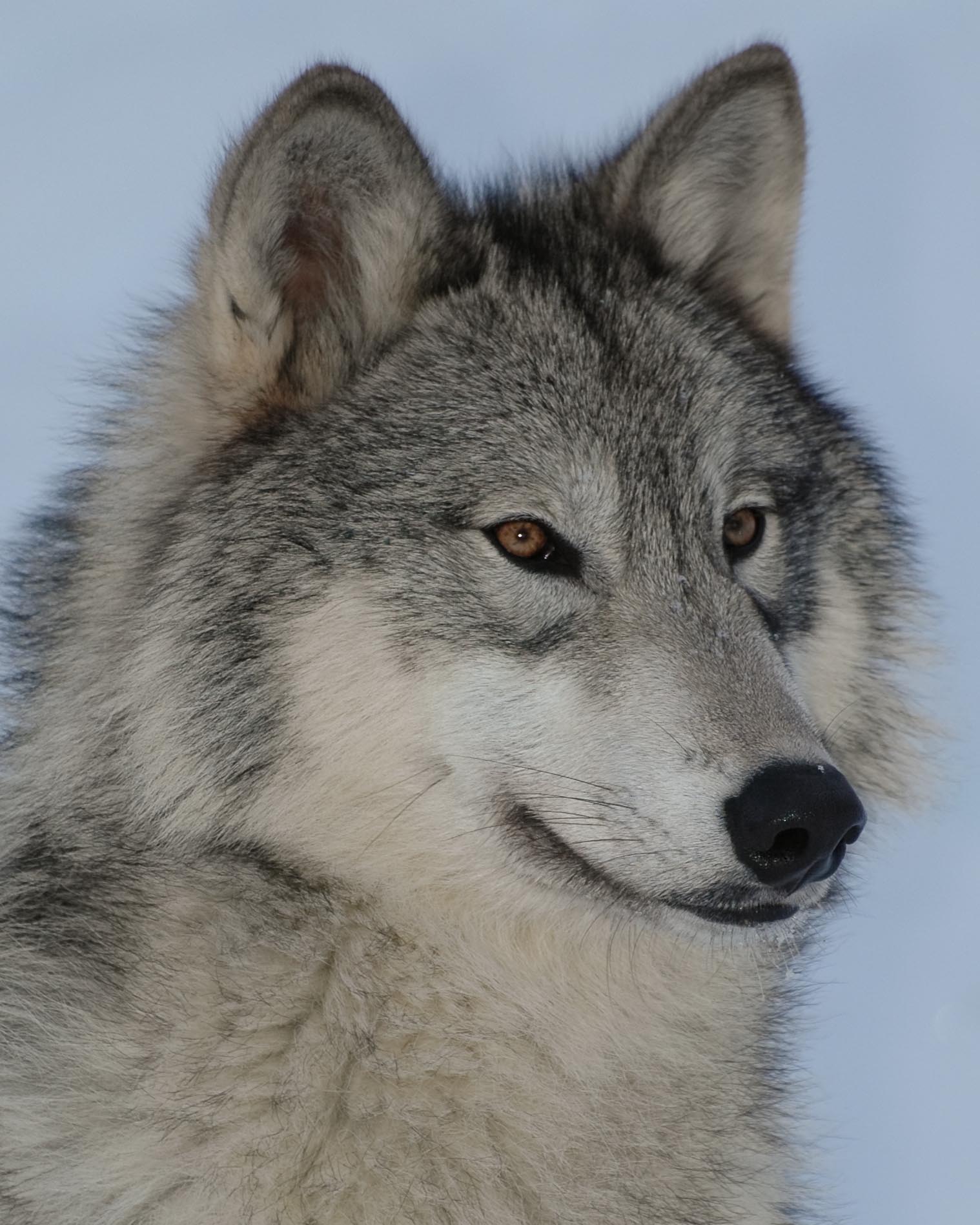 Voted best tour in Southeast Alaska! - Kroschel Wildlife Center