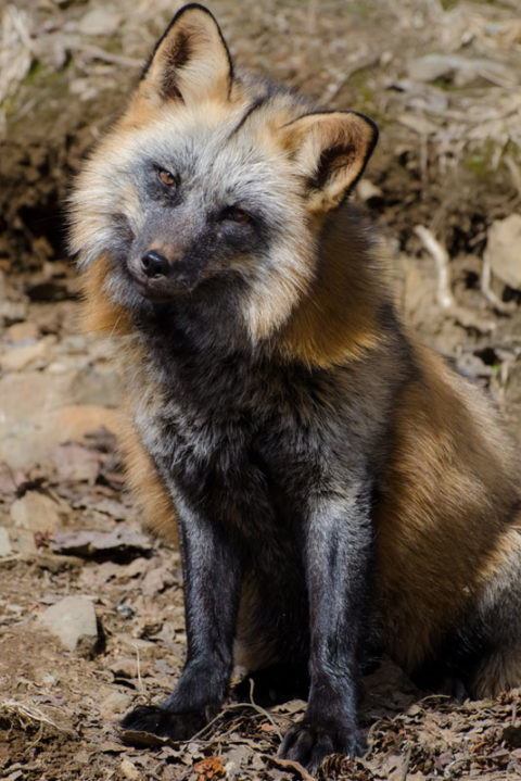 Curious Fox - Kroschel Wildlife Center
